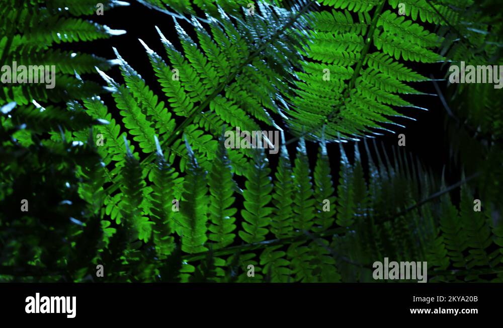 Natural fern leaves in dark forest. Loop animation Stock Video Footage ...