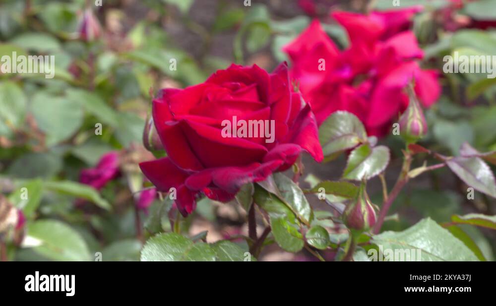 Summer breeze rose Stock Videos & Footage - HD and 4K Video Clips - Alamy