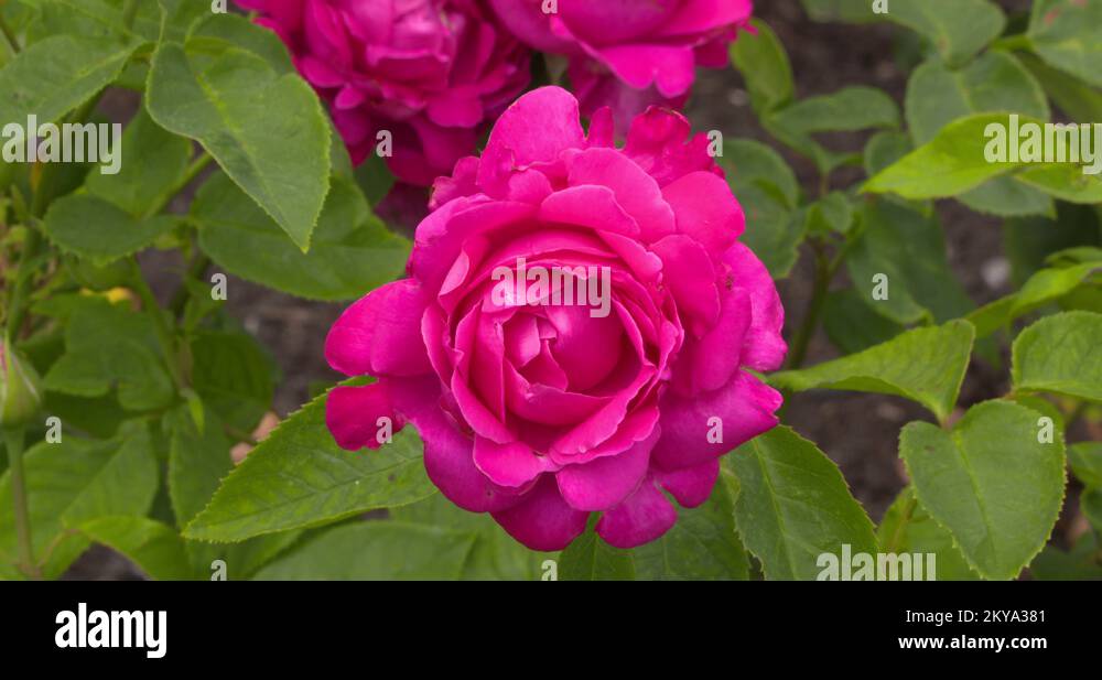 Maria rose Stock Videos & Footage - HD and 4K Video Clips - Alamy