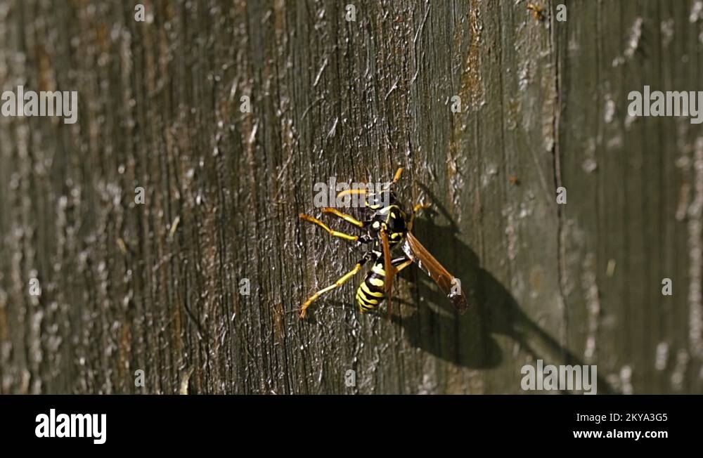 Wood chewing insects Stock Videos & Footage - HD and 4K Video Clips - Alamy