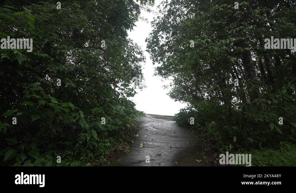 tropical rainforest path to bright sky background Stock Video Footage ...