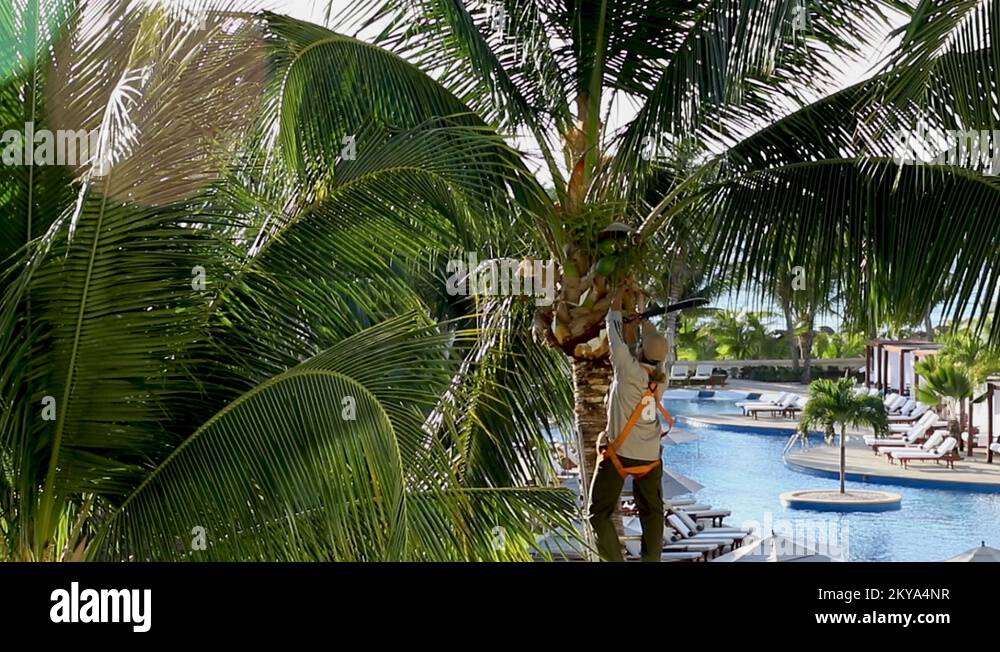 Man cutting and pruning a coconut palm tree in a tropical country ...