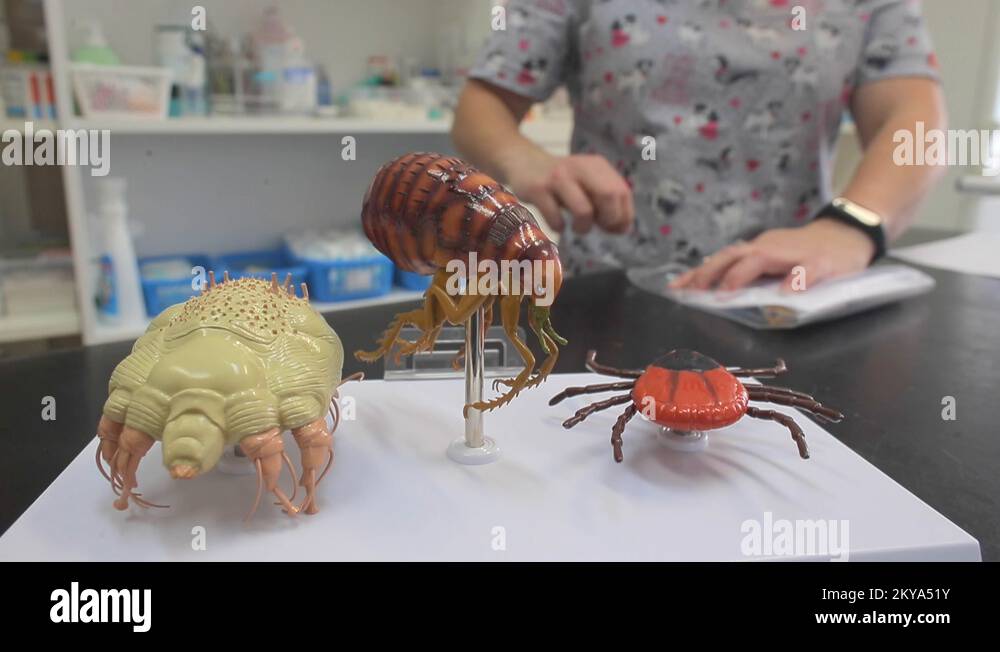 Large models Stock Videos & Footage - HD and 4K Video Clips - Alamy