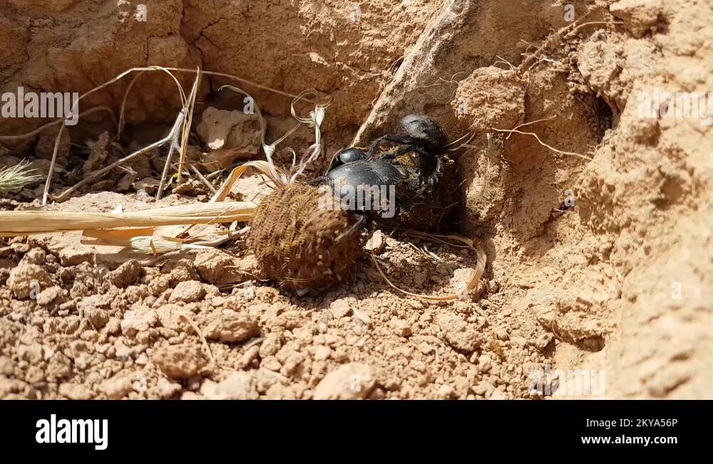 Scarabaeus sacer sacred scarab beetle Stock Videos & Footage - HD and ...