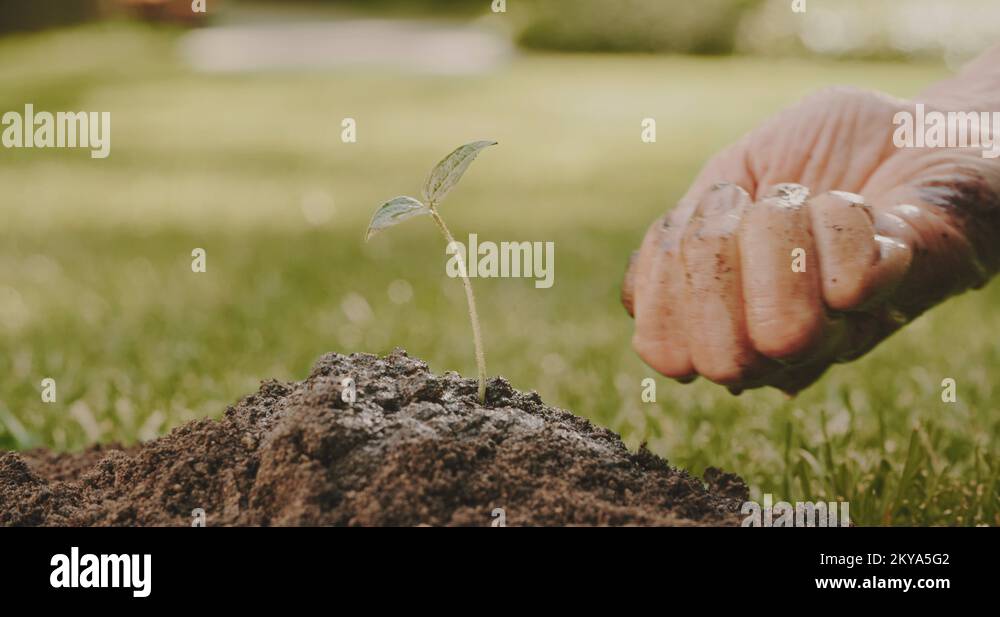 farmer seeding sapling in ground. old man caring about reforesting ...