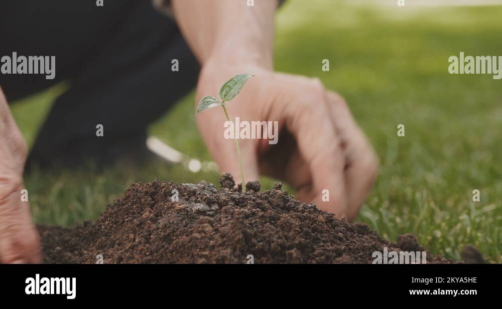 Reforesting Stock Videos & Footage - HD and 4K Video Clips - Alamy