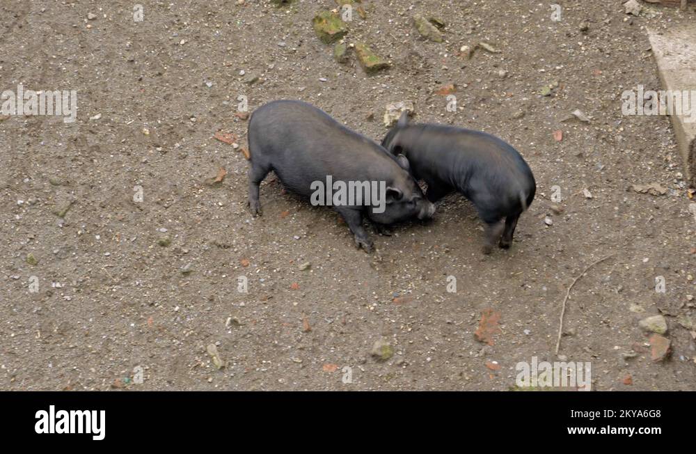 Black and pink pigs Stock Videos & Footage - HD and 4K Video Clips - Alamy