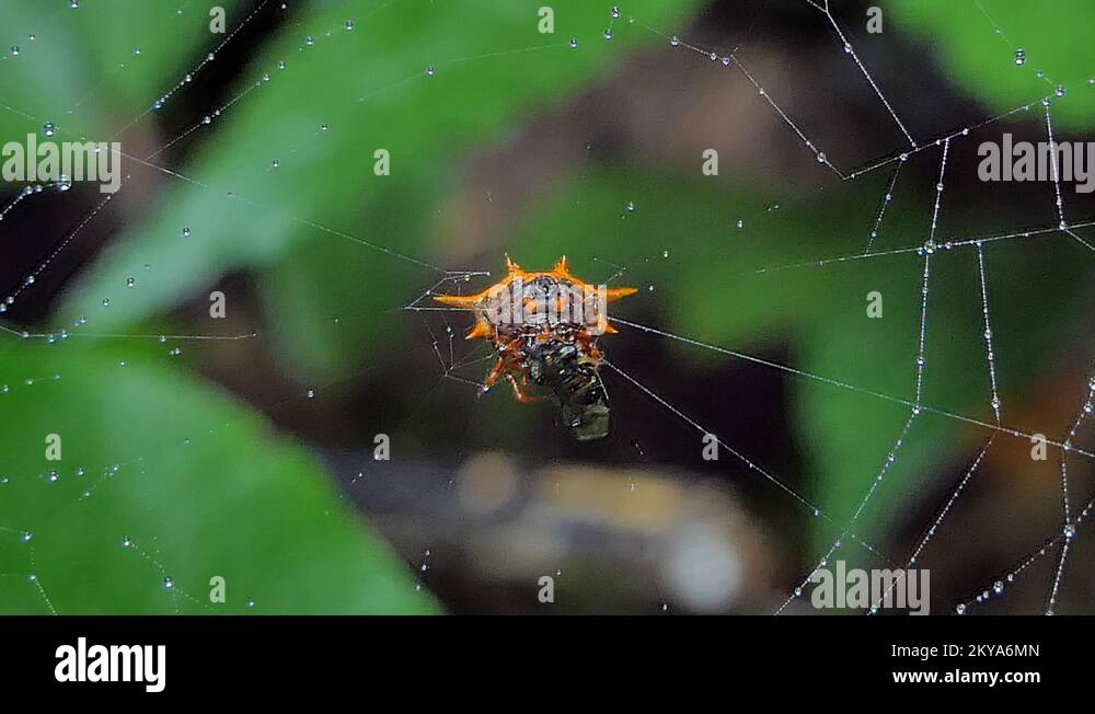 Catching spiders Stock Videos & Footage - HD and 4K Video Clips - Alamy
