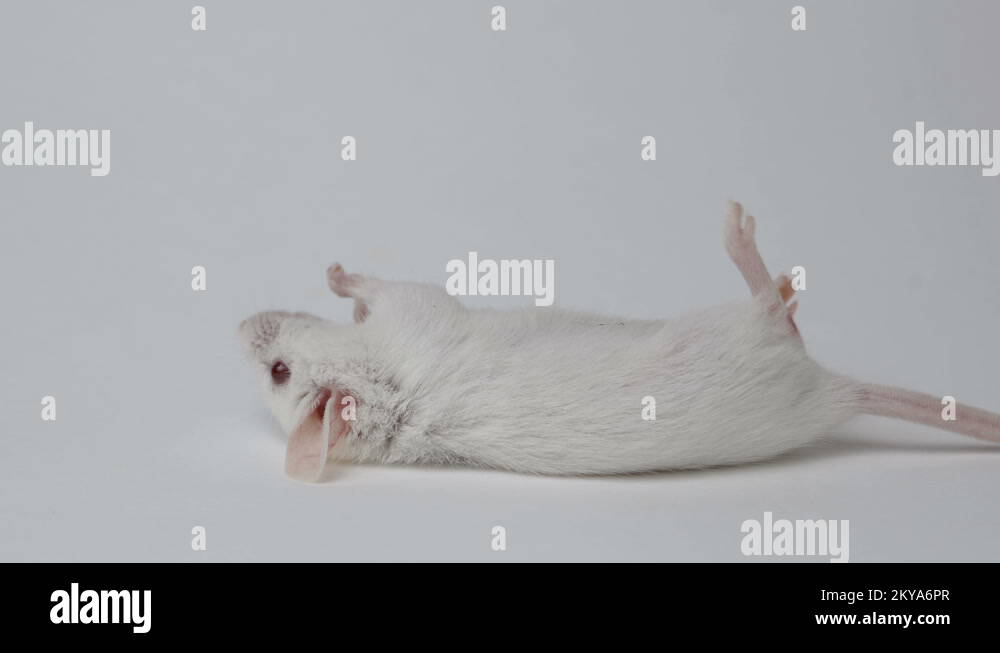 Animal testing mouse Stock Videos & Footage - HD and 4K Video Clips - Alamy