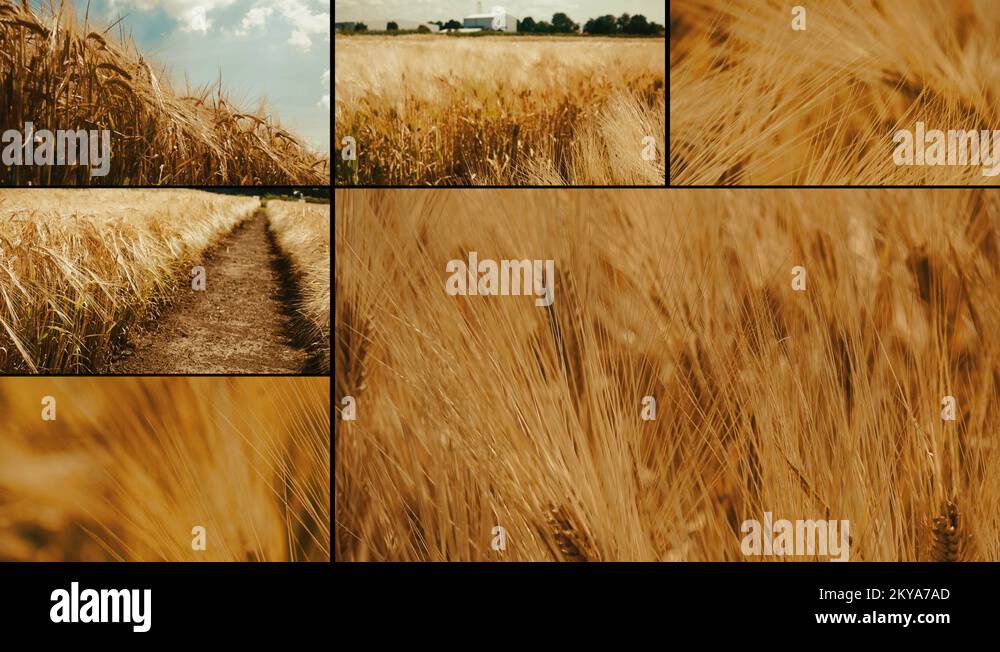 Multiple screens video wall displaying wheat crop cultivation Stock ...