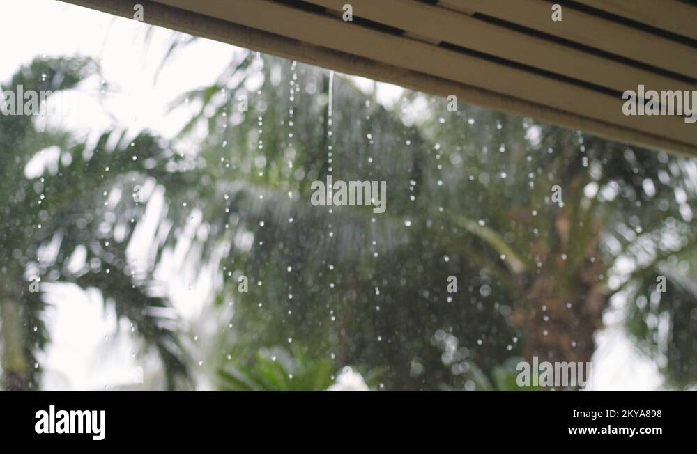 Green palm leaf tropics rain forest rainforest Stock Videos & Footage ...