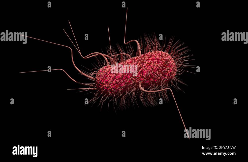 Bacteria e coli Stock Videos & Footage - HD and 4K Video Clips - Alamy