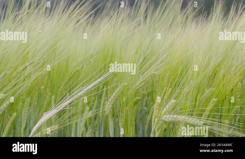 Closer look of the tip of the rice grains Stock Video Footage - Alamy