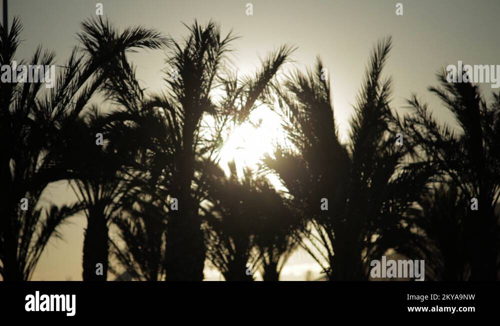 Trees backlight Stock Videos & Footage - HD and 4K Video Clips - Alamy