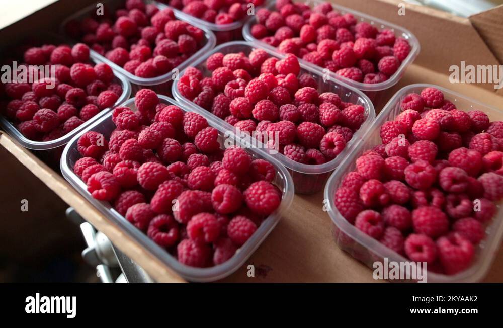 Slow focus changing on a juicy organic raspberry inside a cardboard box ...