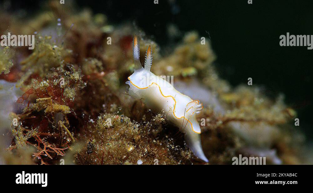 Cryptic animals Stock Videos & Footage - HD and 4K Video Clips - Alamy