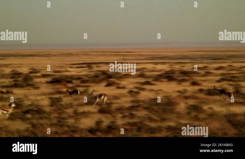 Springbok jumping south africa Stock Videos & Footage - HD and 4K Video ...