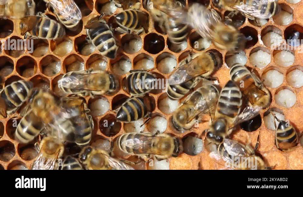 Beneficial to bees Stock Videos & Footage - HD and 4K Video Clips - Alamy