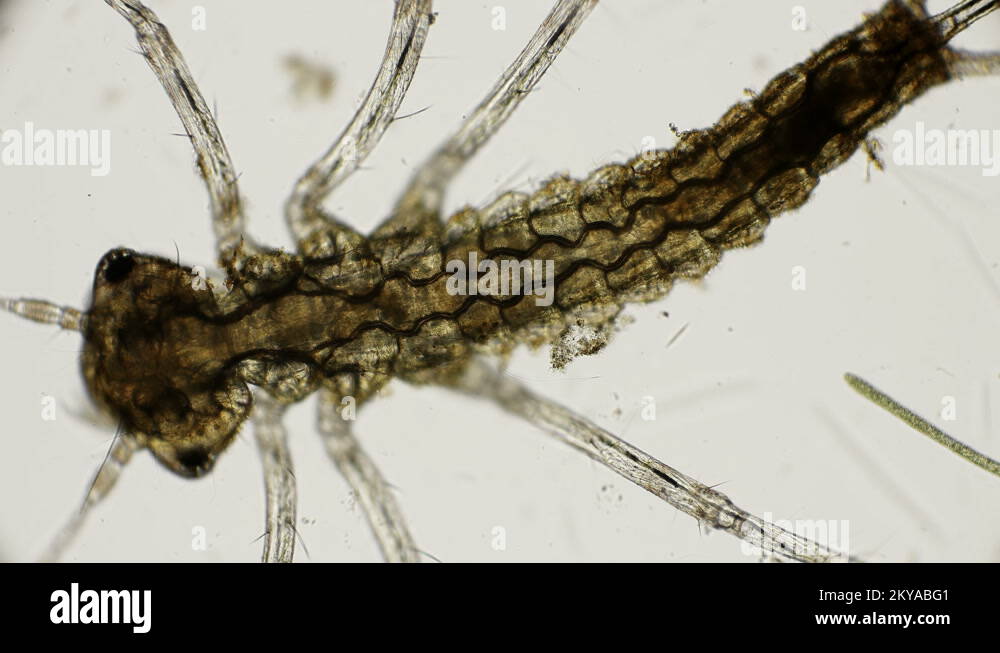 Ephemeroptera larva Stock Videos & Footage - HD and 4K Video Clips - Alamy