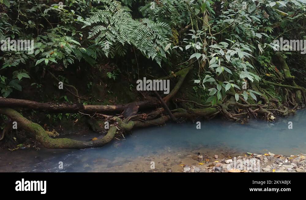 Gliding motion above stream of opaque water flowing on jungle floor ...