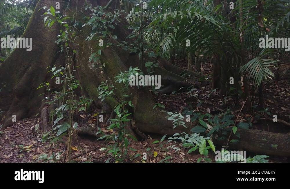 Pure wild landscape showing large tree under light rainfall in the ...