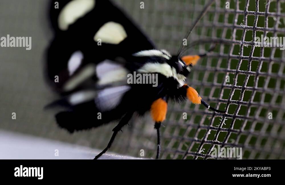 Pretty moth Stock Videos & Footage - HD and 4K Video Clips - Alamy