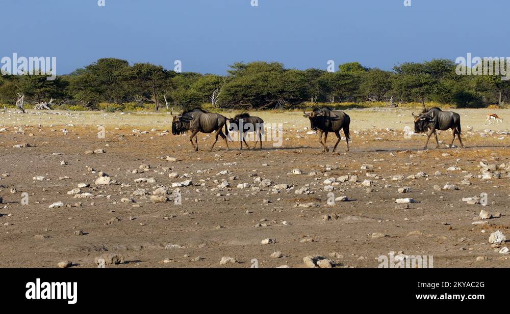 Wildebeest blue wildlife Stock Videos & Footage - HD and 4K Video Clips ...