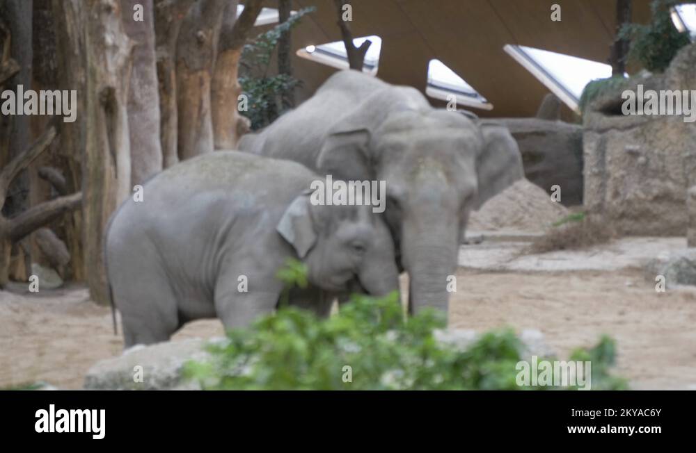 Animal mother cuddling Stock Videos & Footage - HD and 4K Video Clips ...