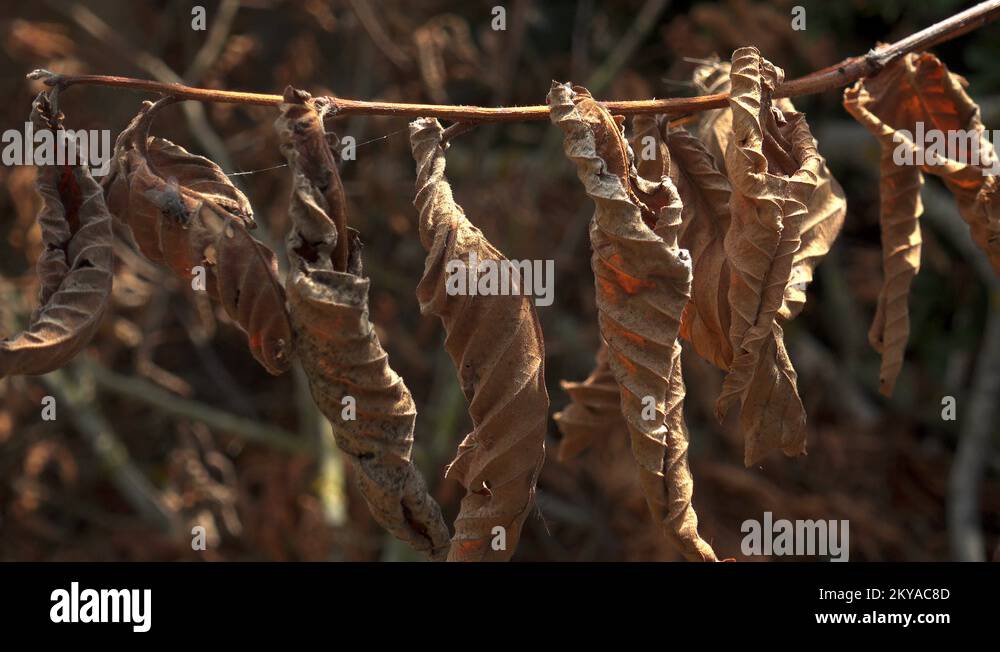 Dead elm tree Stock Videos & Footage - HD and 4K Video Clips - Alamy
