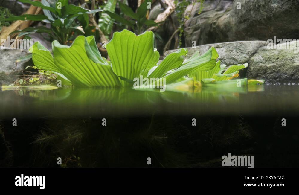 Plant roots underwater Stock Videos & Footage - HD and 4K Video Clips ...