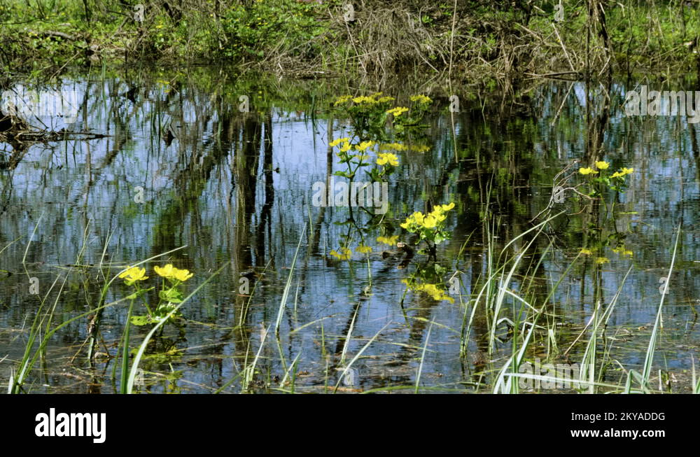 River spill. Fresh water reservoir. Flood in spring forest. 4K Stock ...