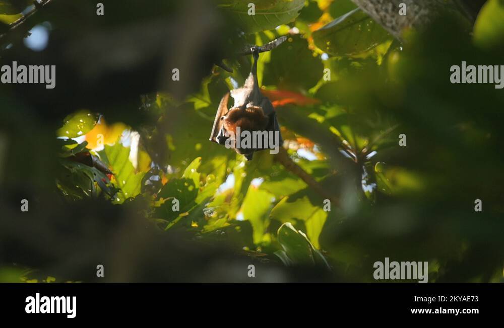 Flying fox hanging on a tree branch and washing up Stock Video Footage ...