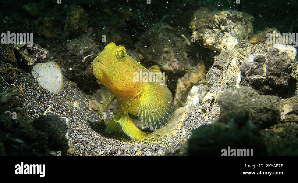 Yellow prawn goby (Cryptocentrus cinctus) in Lembeh Strait Stock Video ...