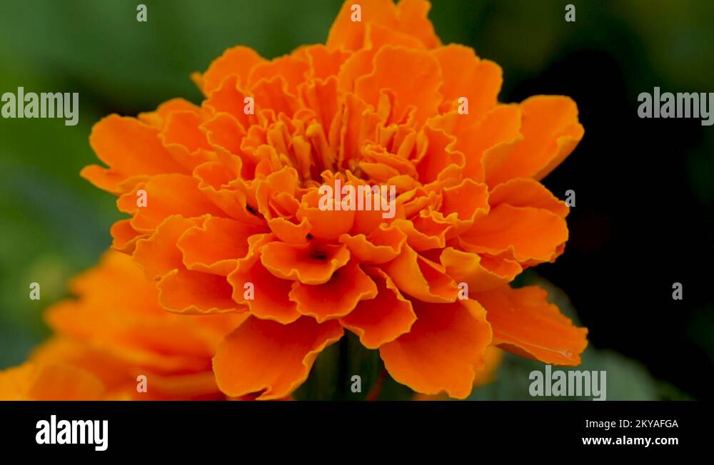 Wavy petals Stock Videos & Footage - HD and 4K Video Clips - Alamy