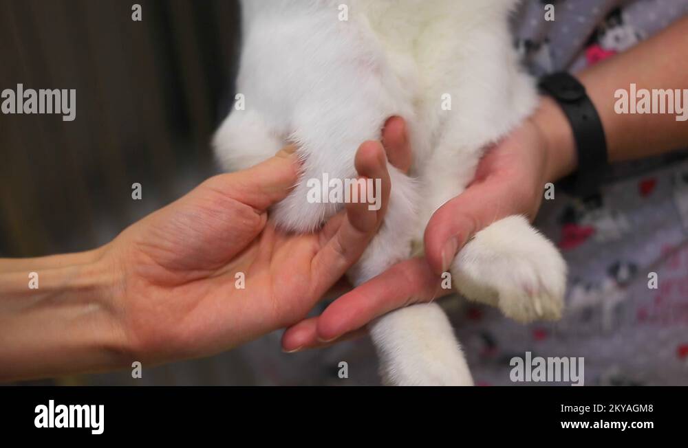 Animal injection Stock Videos & Footage - HD and 4K Video Clips - Alamy
