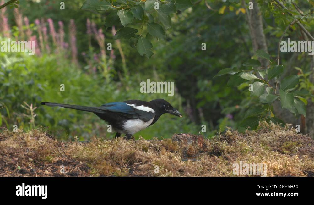 Magpie side view Stock Videos & Footage - HD and 4K Video Clips - Alamy