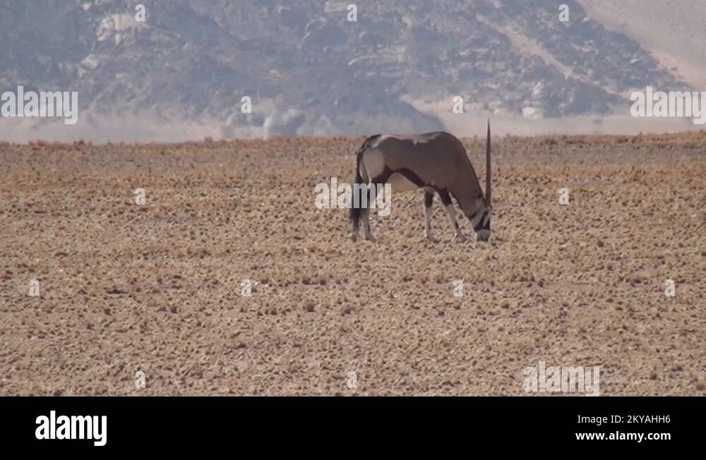 HD video of wildlife in Namib Desert, Namibia, southern Africa Stock ...