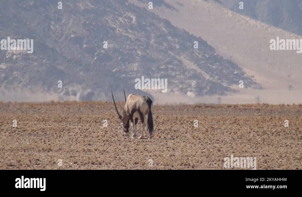 HD video of wildlife in Namib Desert, Namibia, southern Africa Stock ...