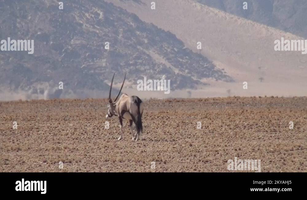 HD video of wildlife in Namib Desert, Namibia, southern Africa Stock ...