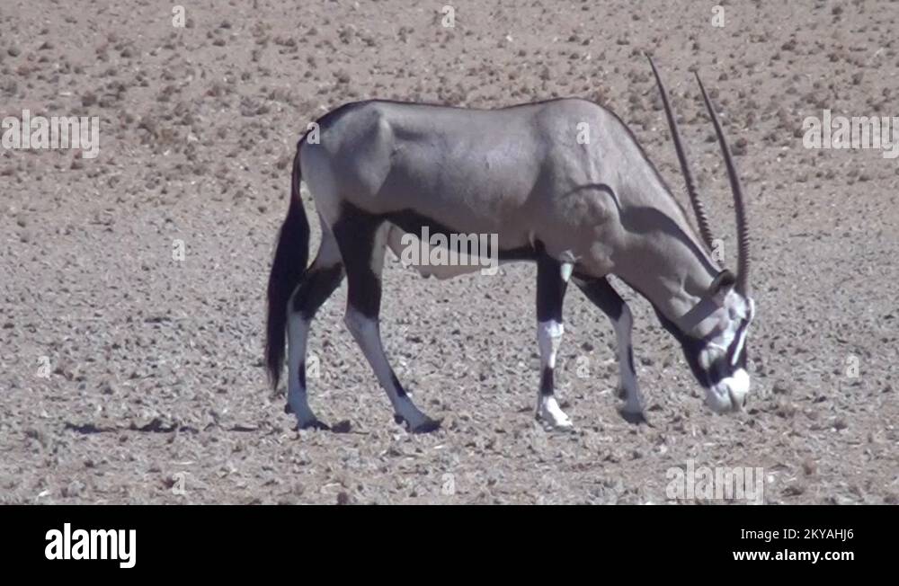 HD video of wildlife in Namib Desert, Namibia, southern Africa Stock ...