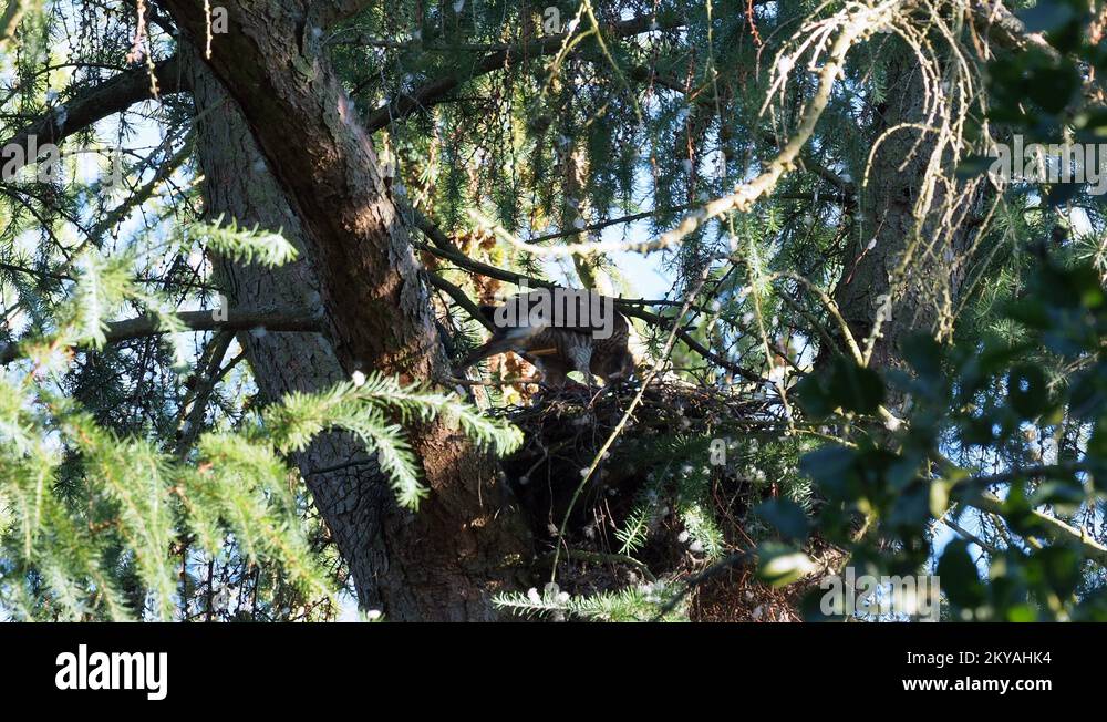 Raptor feeding nest Stock Videos & Footage - HD and 4K Video Clips - Alamy