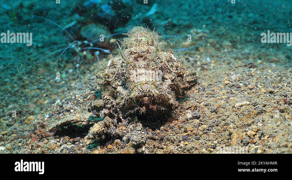 Scorpion shrimp Stock Videos & Footage - HD and 4K Video Clips - Alamy