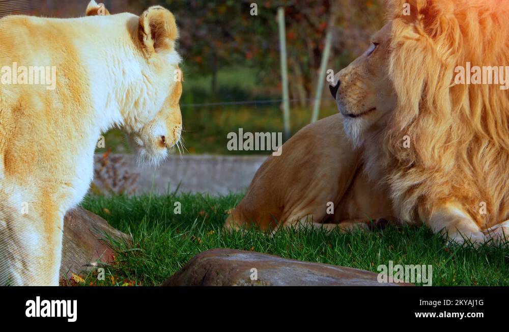 Lion and Lioness Affection Head Butt, African Lions Animal Wildlife ...
