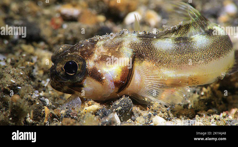 In dweller Stock Videos & Footage - HD and 4K Video Clips - Alamy