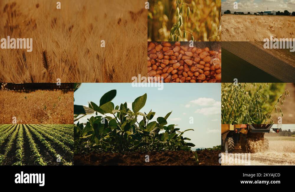 Agricultural activity Stock Videos & Footage - HD and 4K Video Clips ...