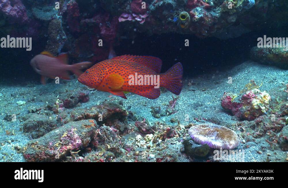 Coral hind fish Stock Videos & Footage - HD and 4K Video Clips - Alamy
