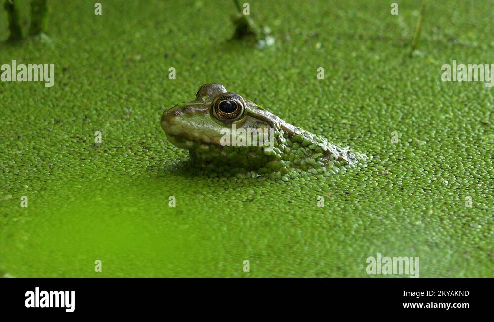 Aquatic marsh frog Stock Videos & Footage - HD and 4K Video Clips - Alamy