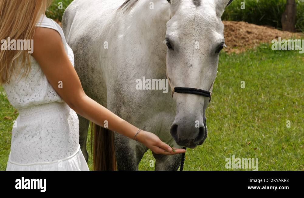 Woman feeding white horse Stock Videos & Footage - HD and 4K Video Clips - Alamy
