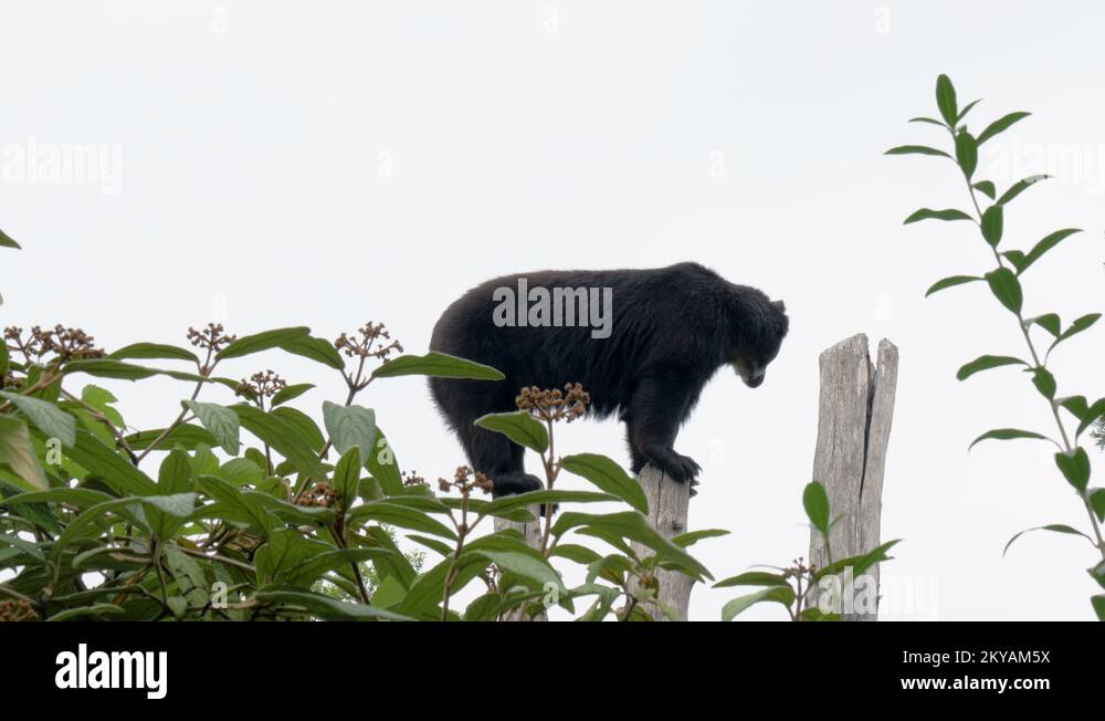 Balancing bear Stock Videos & Footage - HD and 4K Video Clips - Alamy