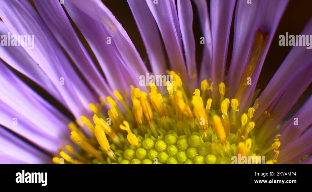 Flower anatomy Stock Videos & Footage - HD and 4K Video Clips - Alamy